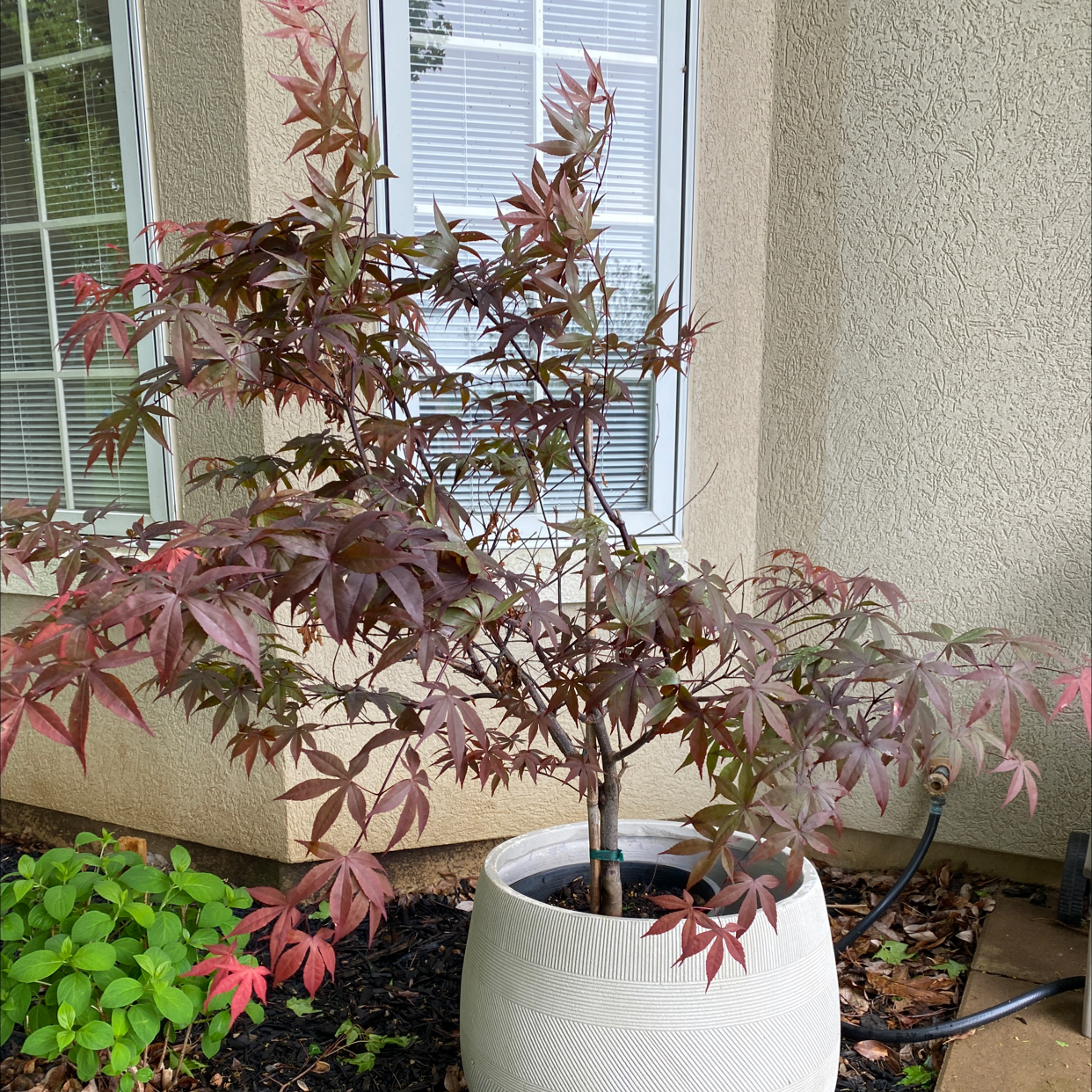 Japanese Maple - Ultimate Guide to Fertilizing