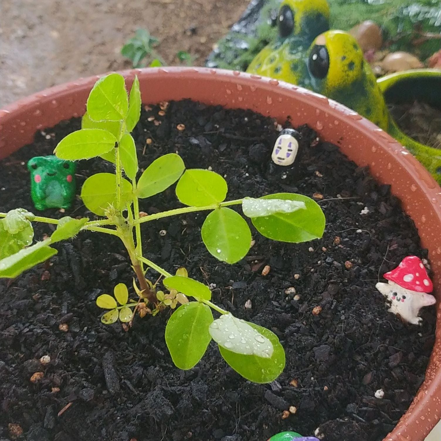 Propagating Sicklepod: Step-by-Step Guide