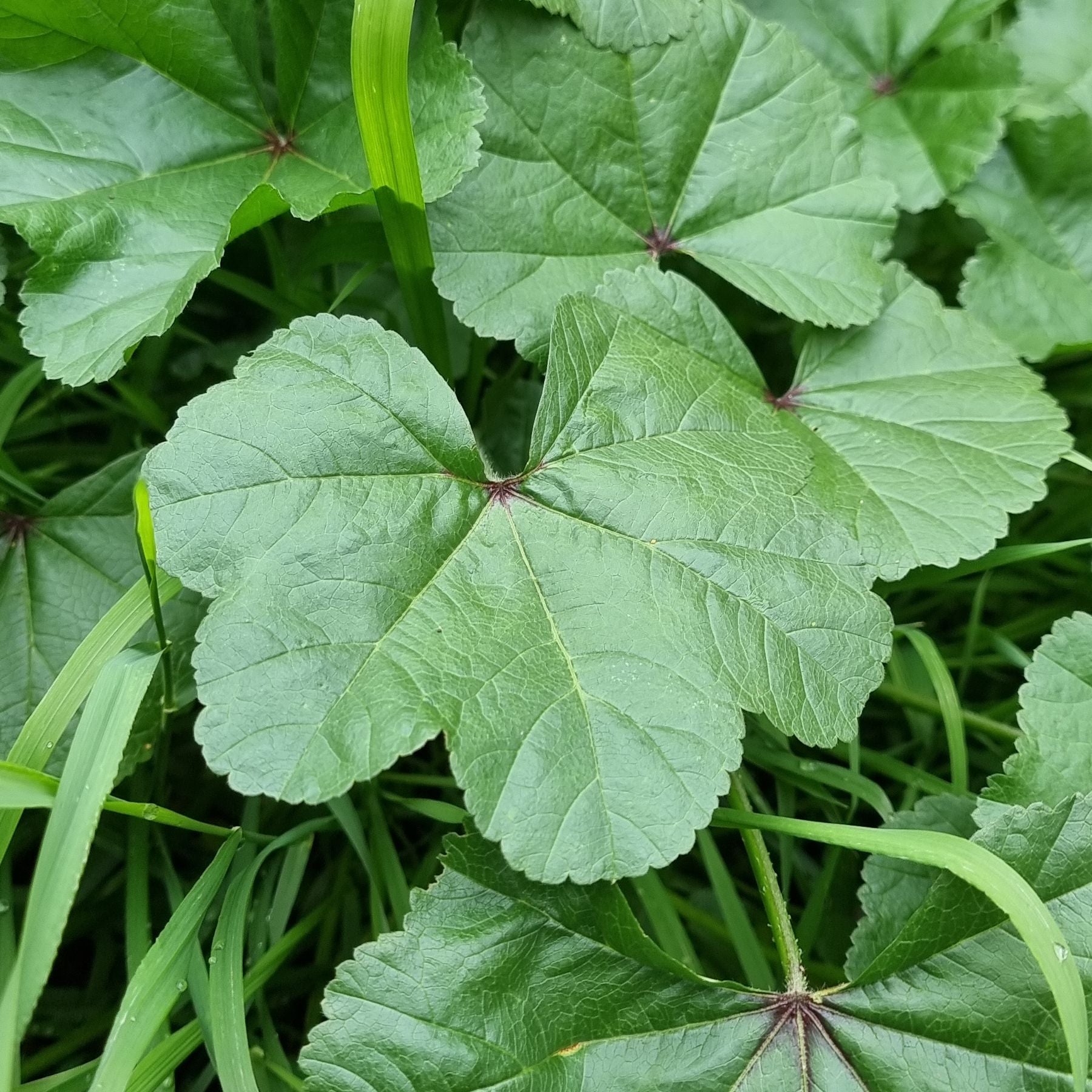 Symbolism and Benefits of the Common Mallow