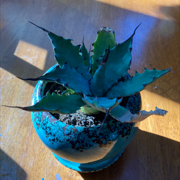 Black Spots on My Parry's Agave Leaves