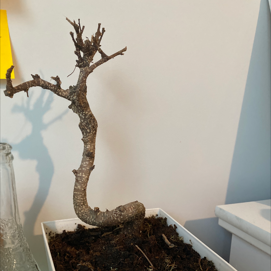 Propagating Fukien Tea Tree: The Ultimate Guide