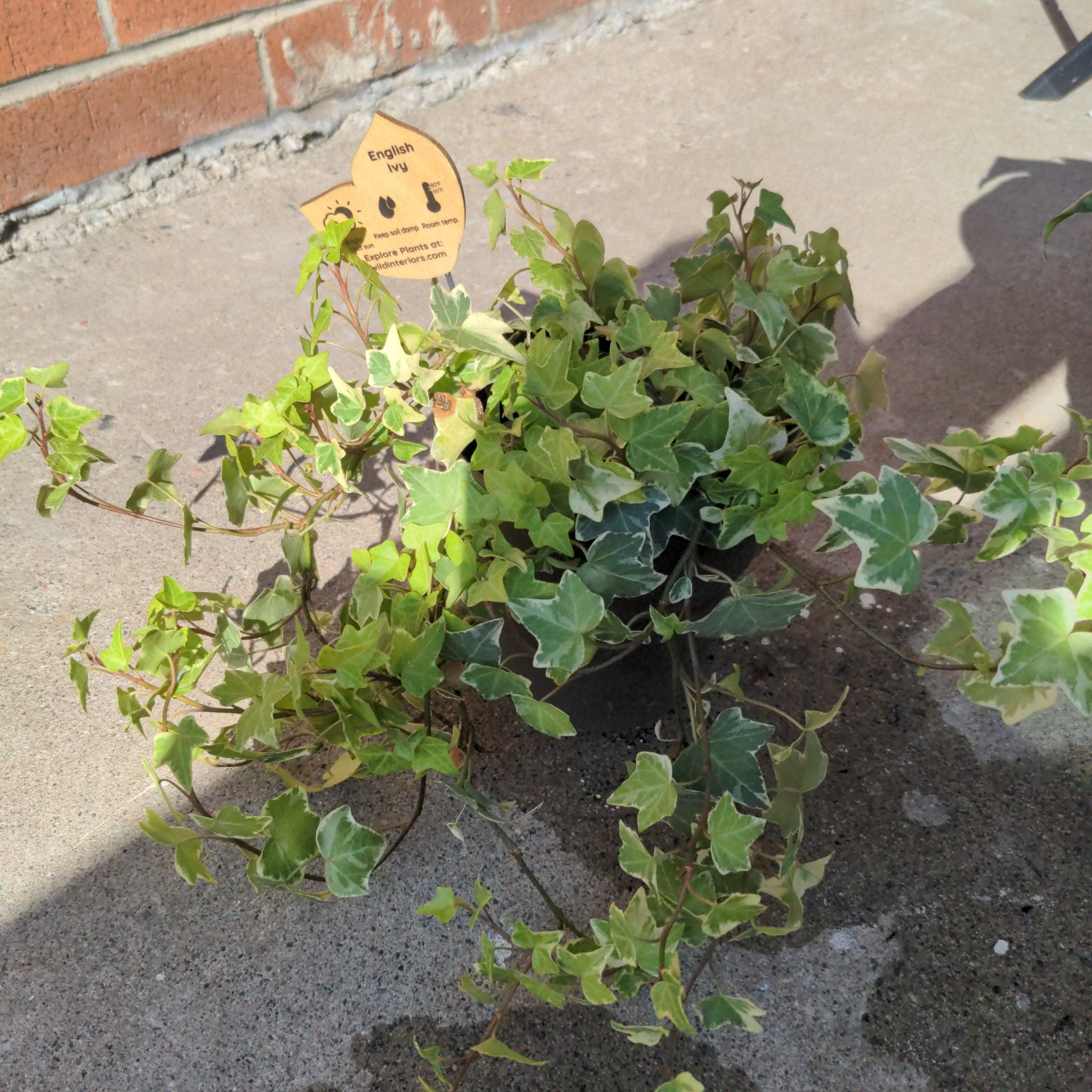 Ivy | A plant by @DreamyTropical on Greg