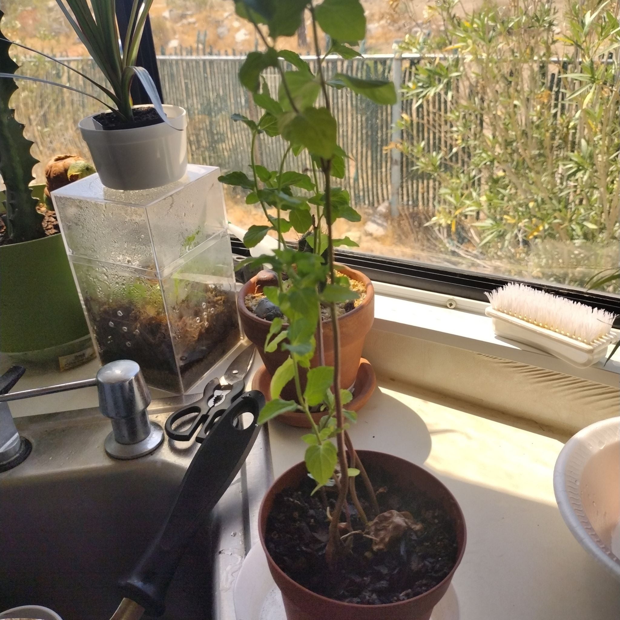 Why Is My Mint Not Doing Well?