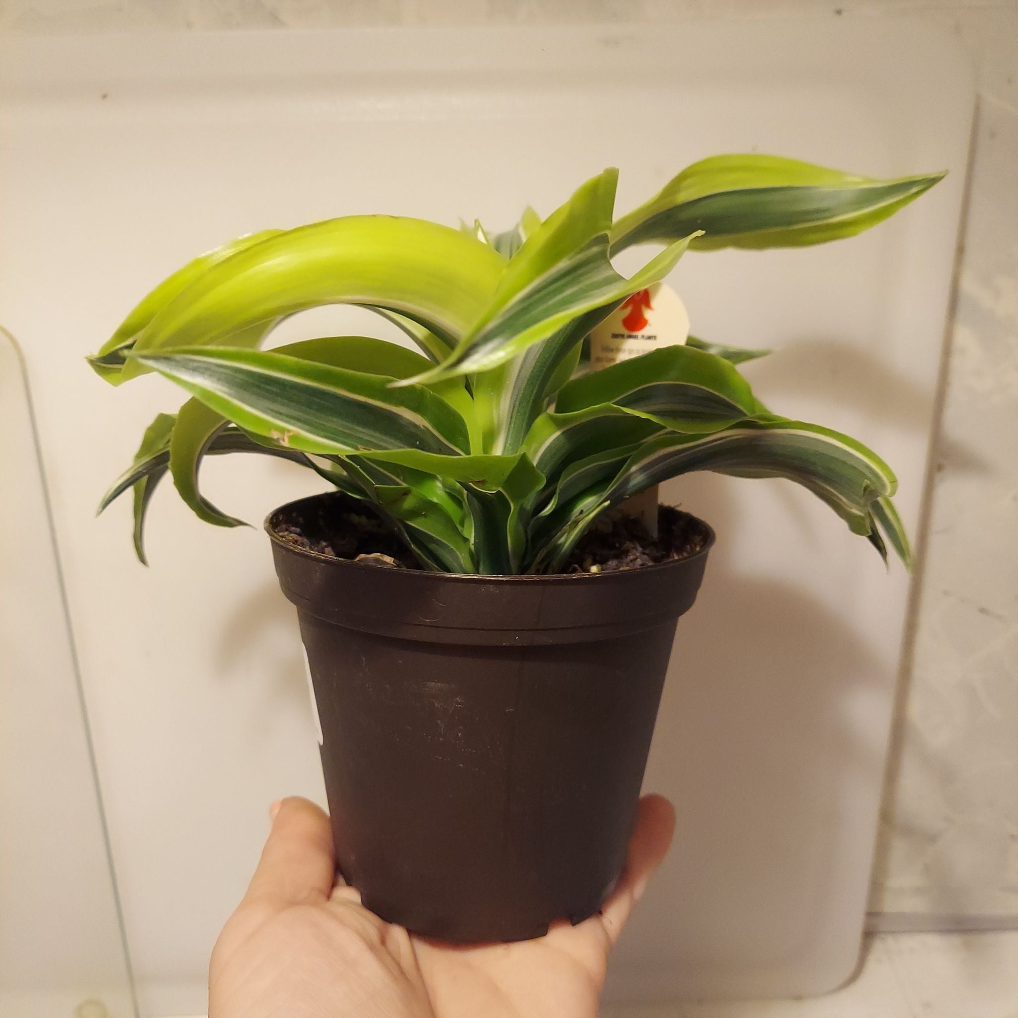 🍋 What To Do About Bugs on My Lemon Surprise Snake Plant?
