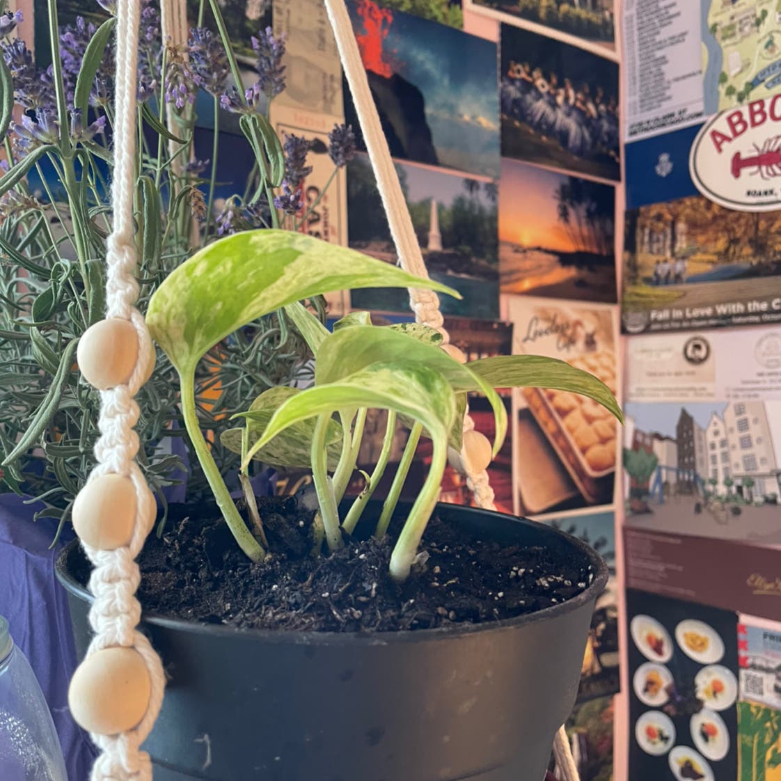 Fertilizing My Marble Queen Pothos to Double Its Growth Fertilizing My Marble Queen Pothos to Double Its Growth