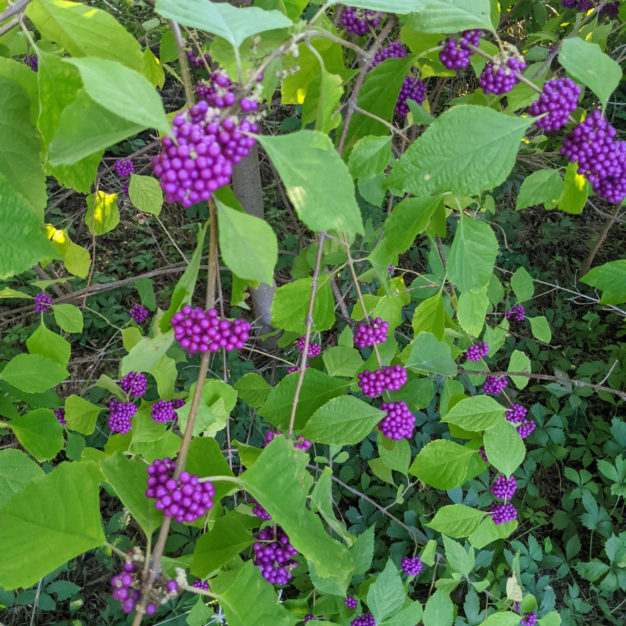 10 Advantages of Having an American Beautyberry
