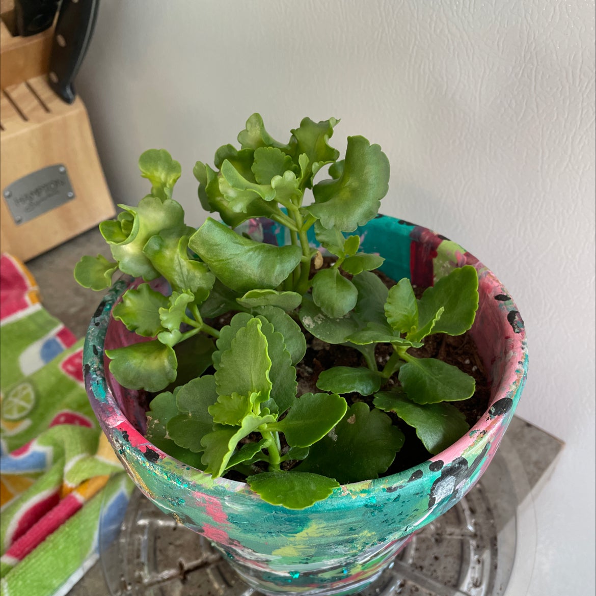 Big Leaf Kalanchoe Care 101: Water, Light & Growing Tips