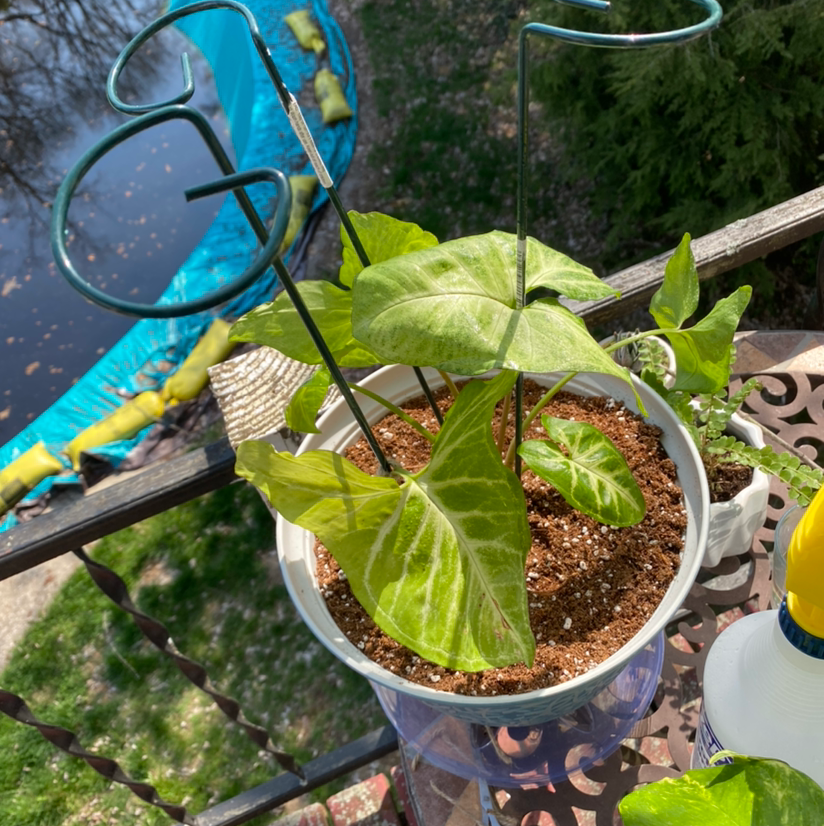 Athena | A plant by @Canaanhogan on Greg