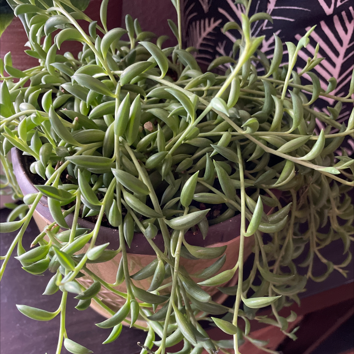 Propagating String Of Bananas 🍌: The Ultimate Guide