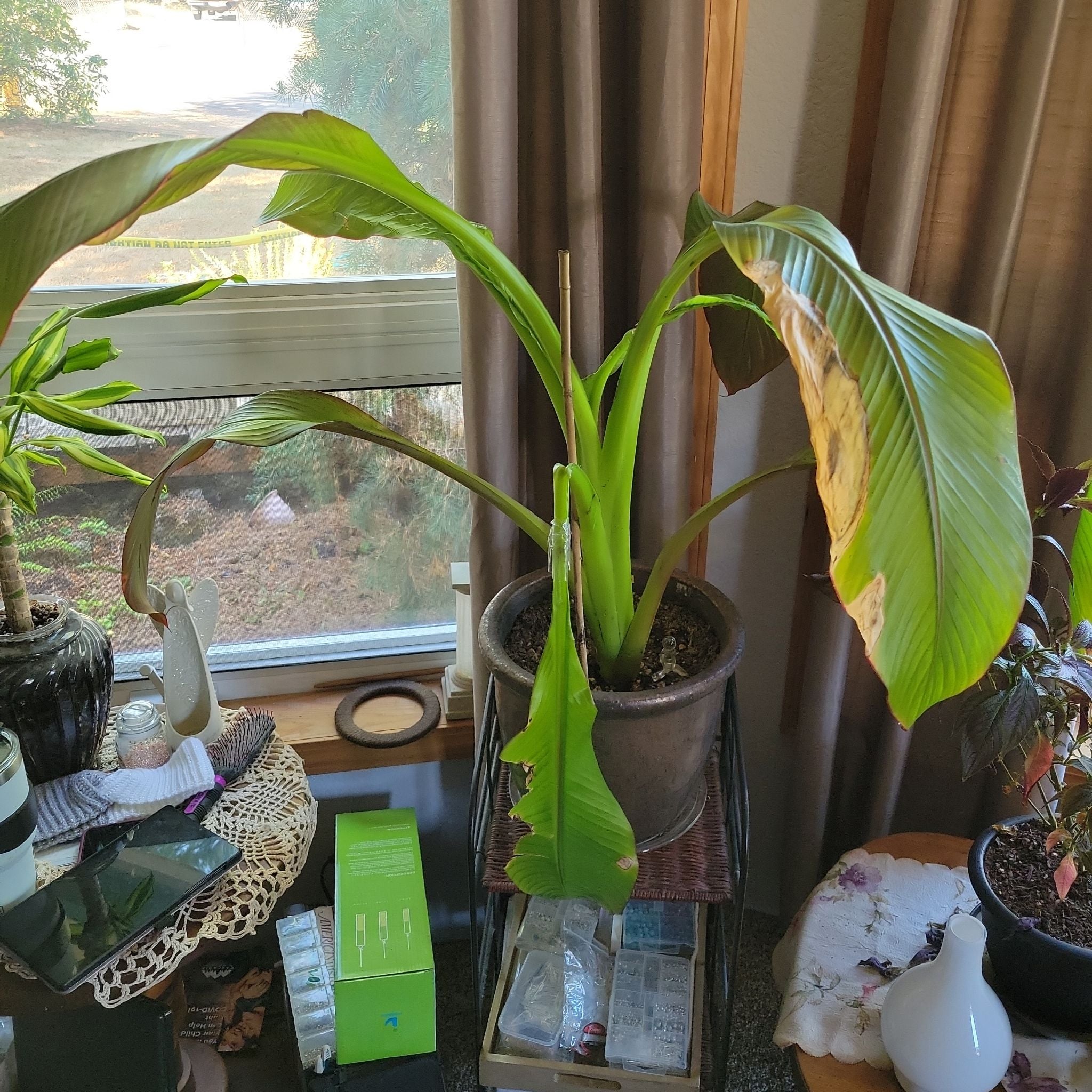 🍌 10 Benefits of Having a Abyssinian Banana