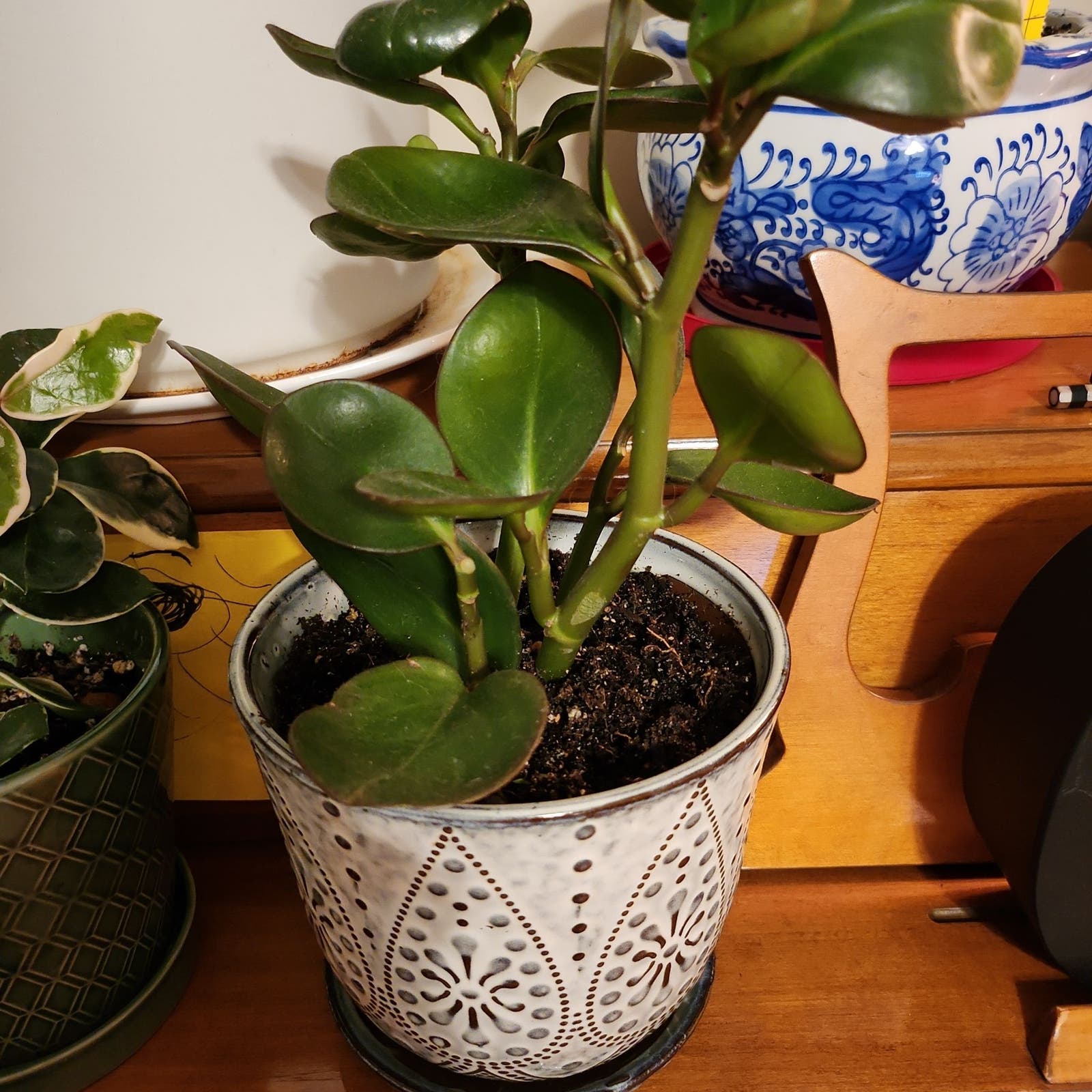 Common Peperomia Red Edge Problems Common Peperomia Red Edge Problems