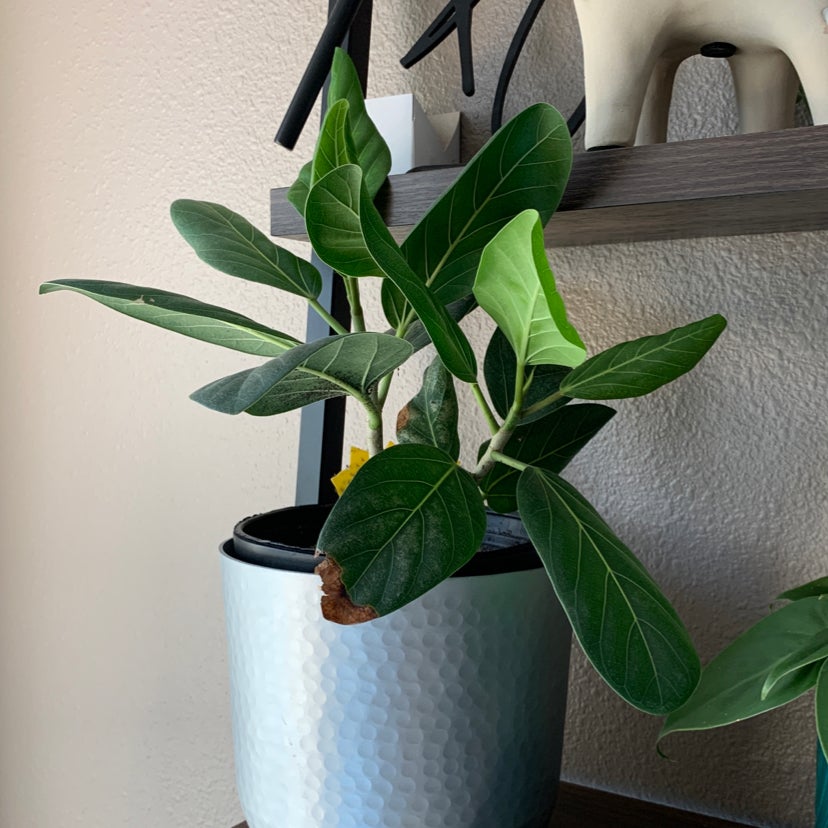 🐞 What Are The Bugs on My Audrey Ficus?