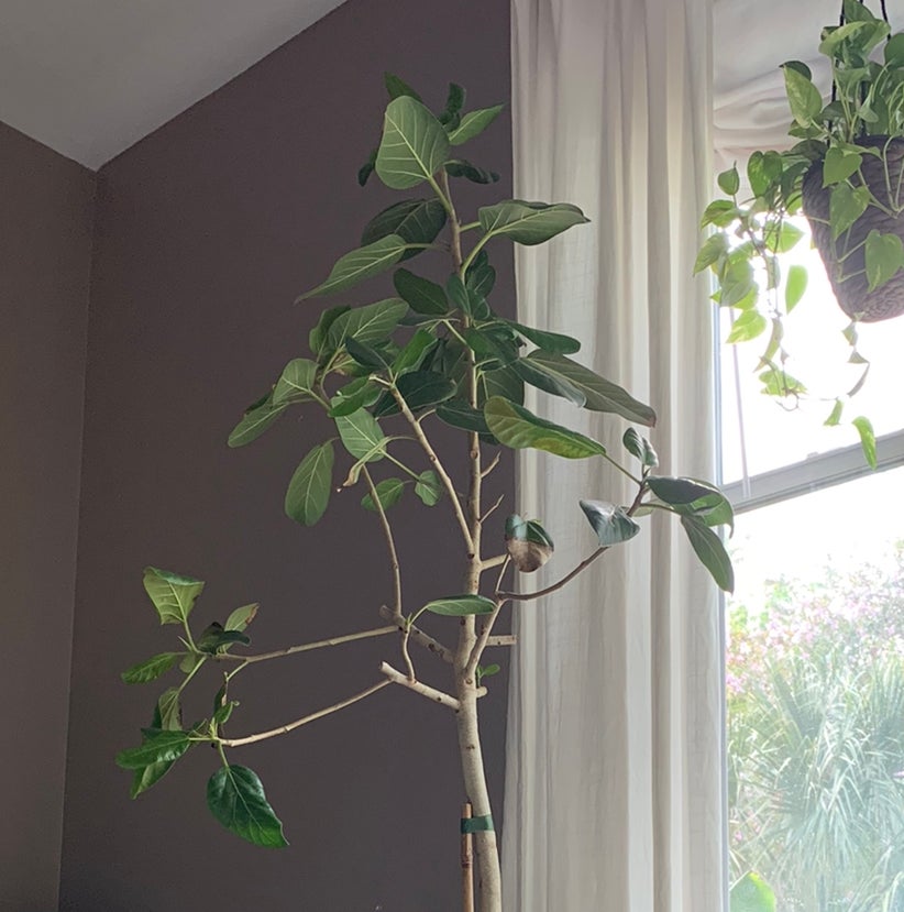 10 Advantages Of Having A Audrey Ficus