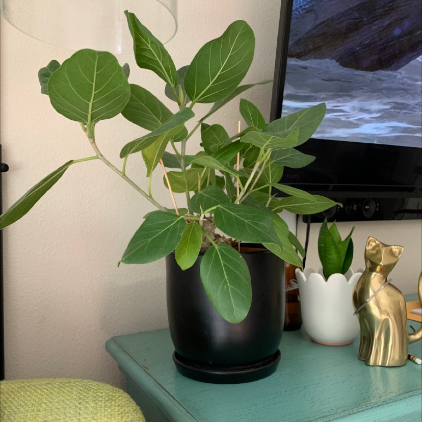 How Do I Fix audrey ficus root rot?