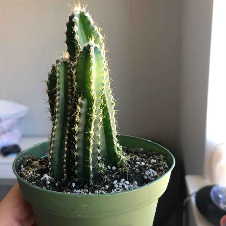 Why Are My Fairy Castle Cactus Leaves Droopy?