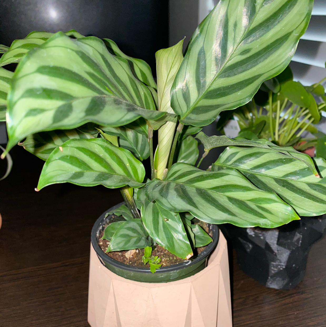 How Do I Cure Calathea 'Freddie' Root Rot?