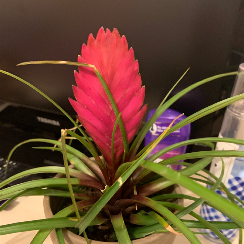 Why Are My Pink Quill Plant Leaves Droopy?