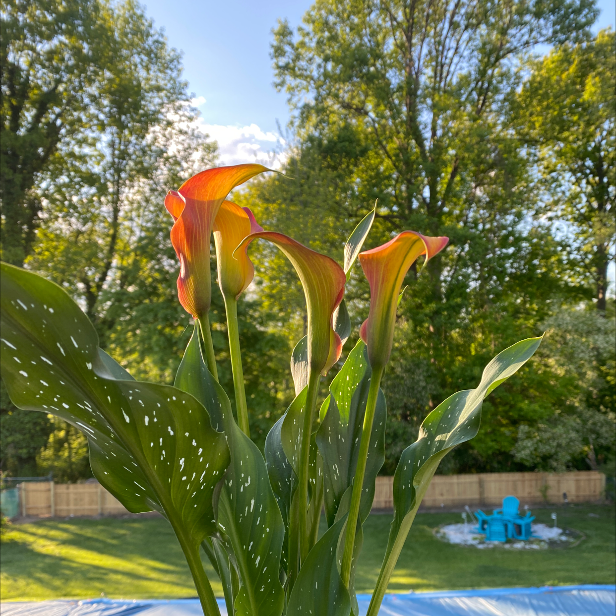 Why Are My Spotted Calla Lily Leaves Falling Over?