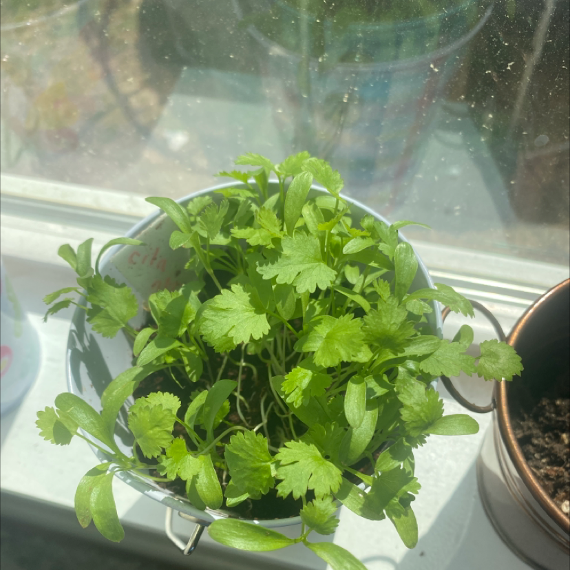 🌡 What Is A Good Temperature Range For My Coriander?