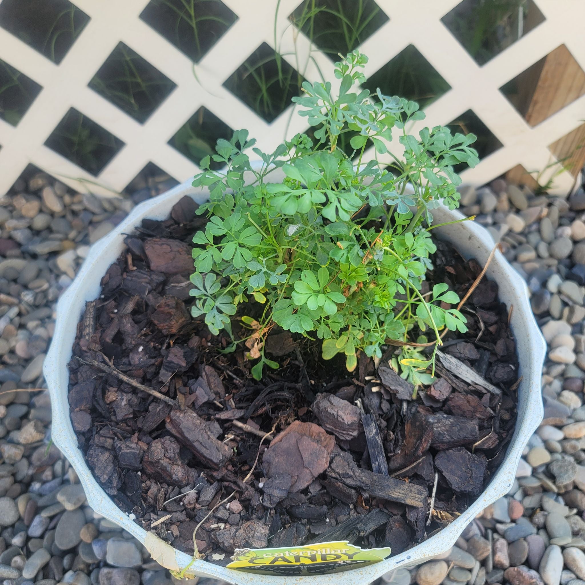 Why Are My Common Rue Leaves Falling Over?