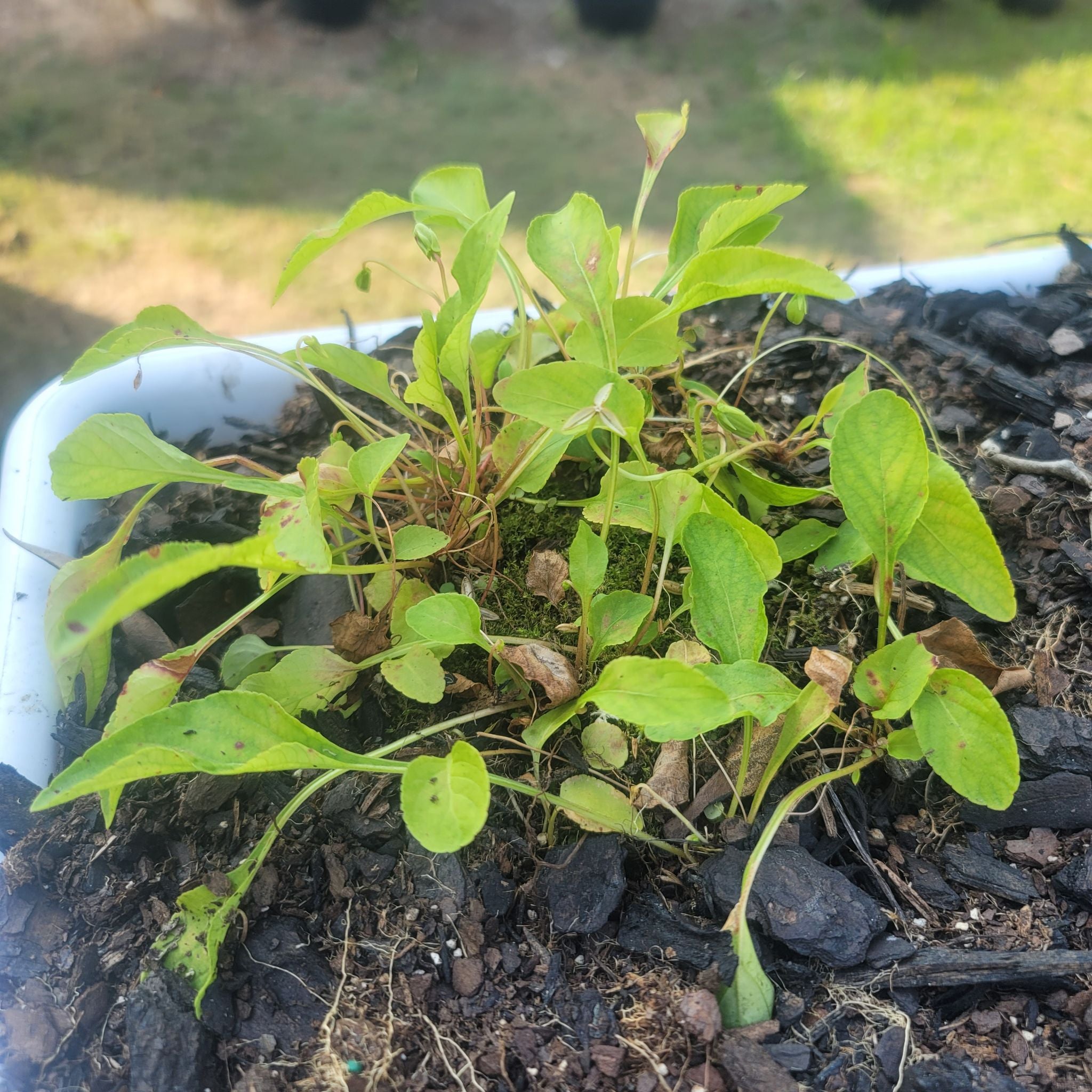 Keep Your Primrose-Leaf Violet Alive: Light, Water & Care Instructions