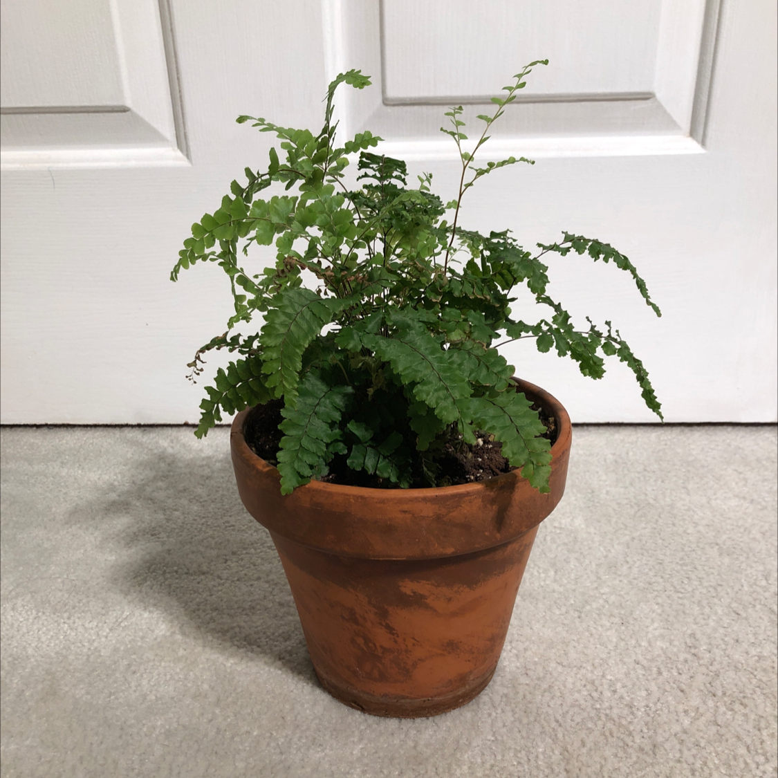 What Are The Bugs on My Northern Maidenhair Fern? 🐛