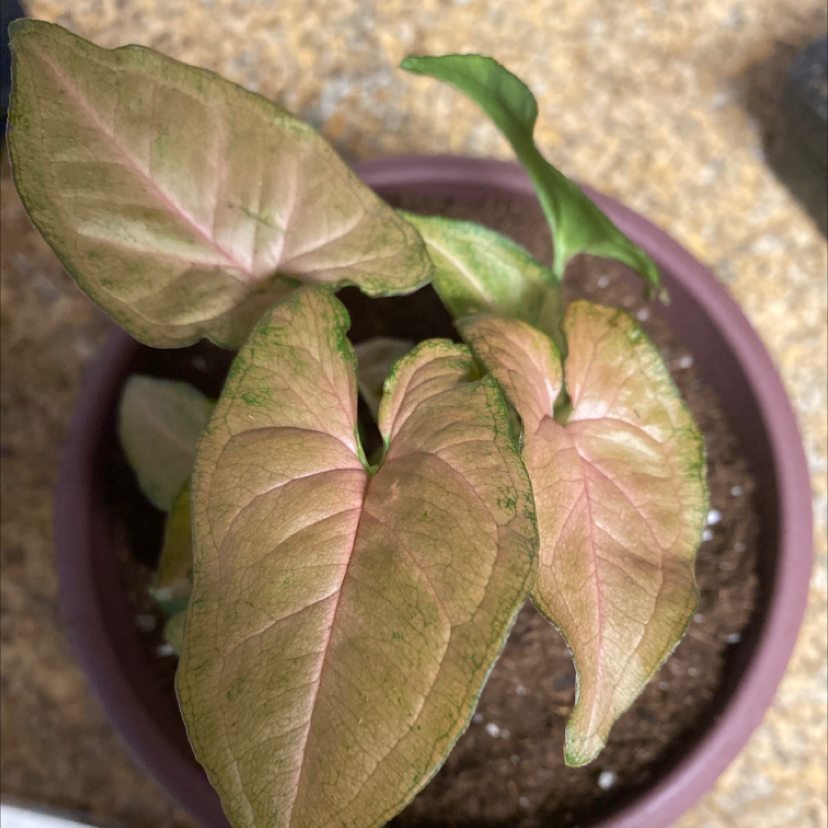 Why Are My Pink Syngonium Leaves Mushy? 😢