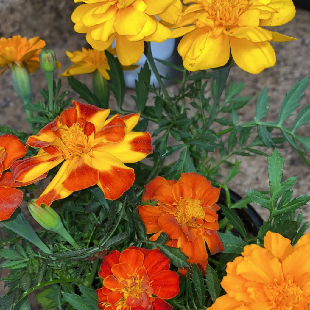 Black Spots on My Marigold Leaves