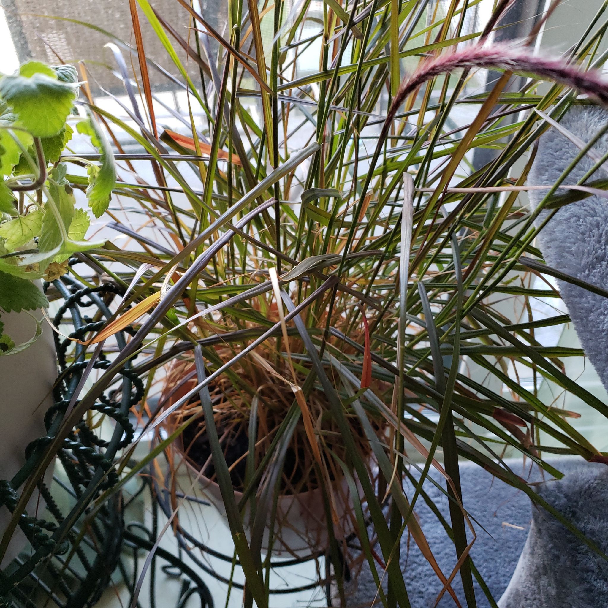 What Do I Do About Crimson Fountain Grass Root Rot?