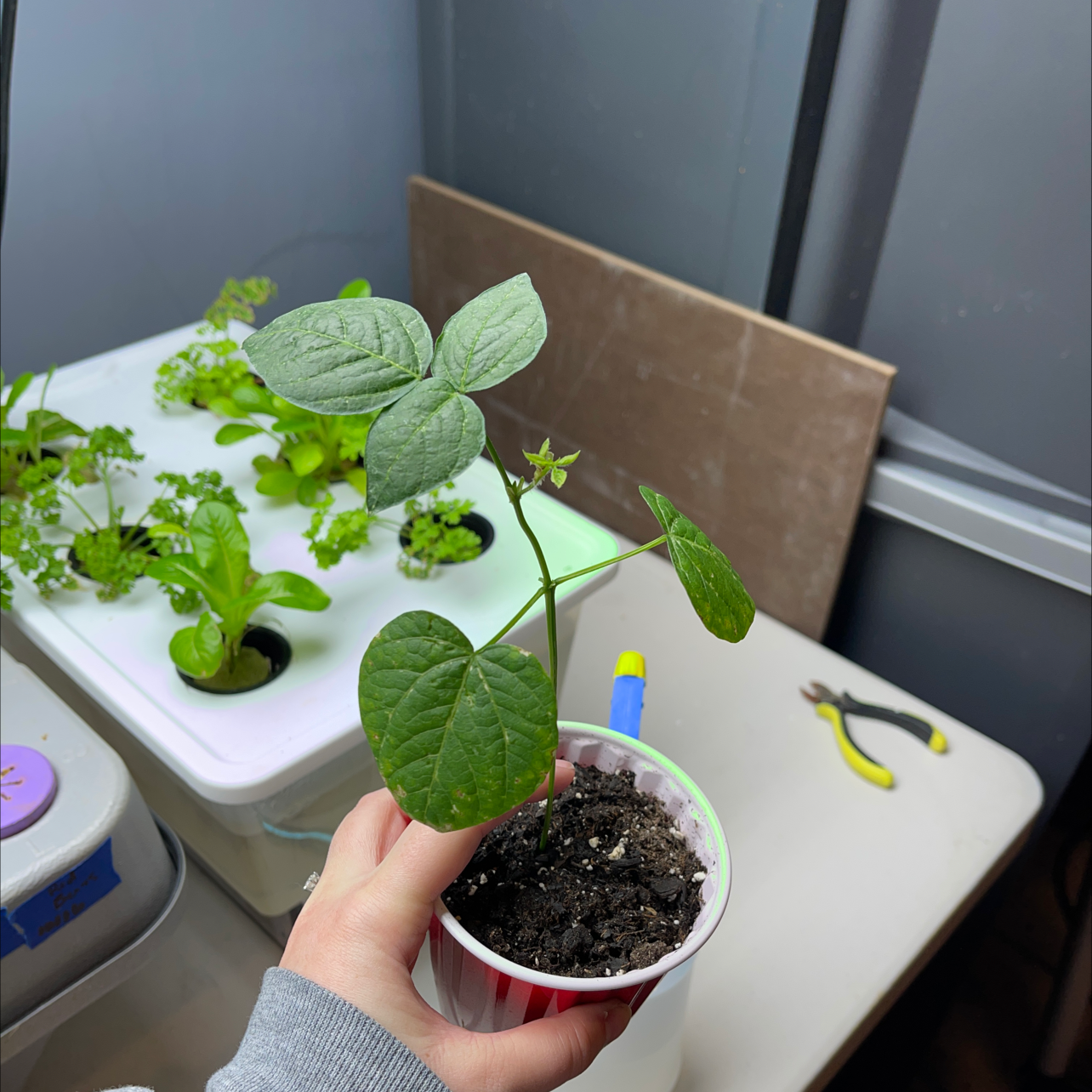 How to Prune Common Bean