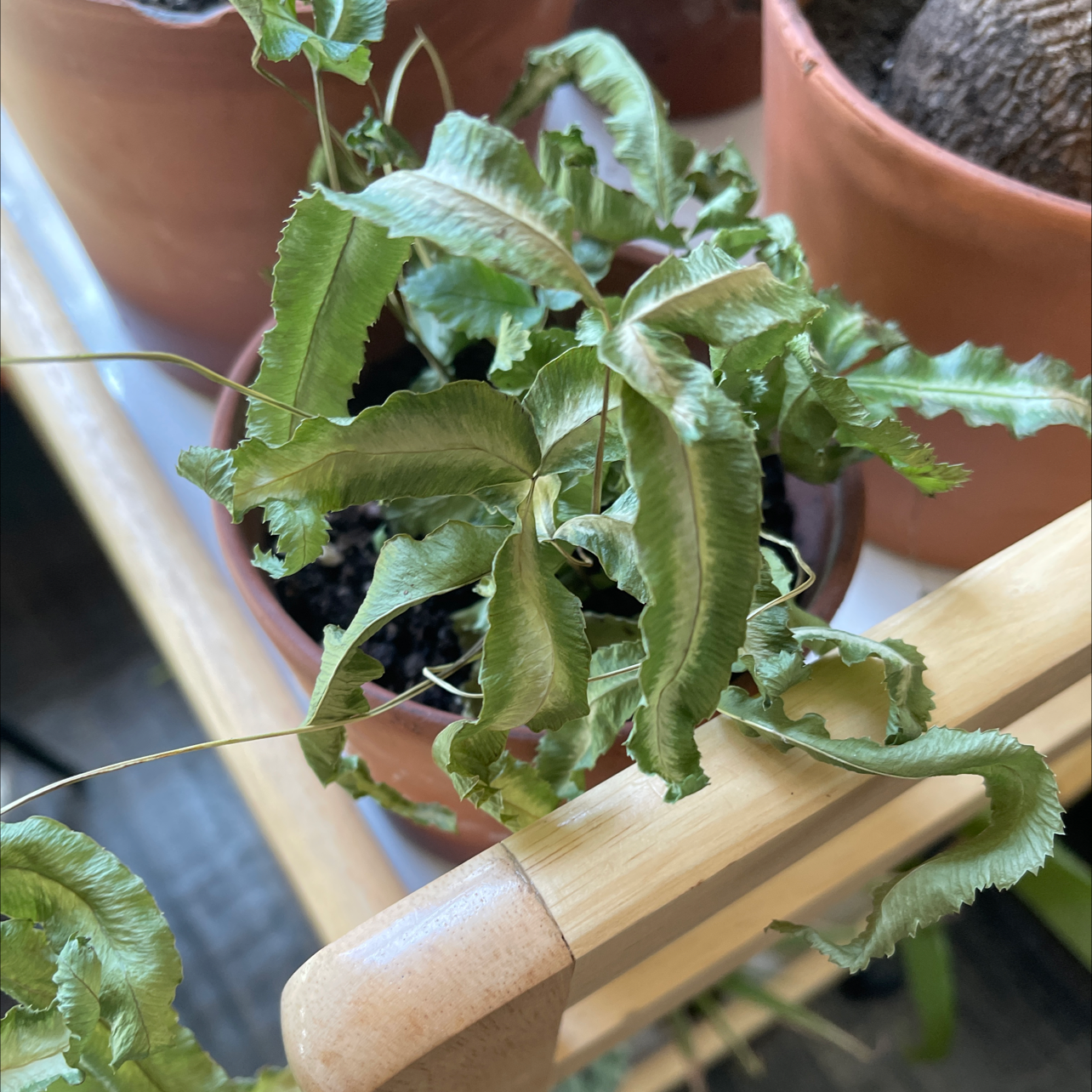 Why Are There Brown Spots on My Cretan Brake Leaves?