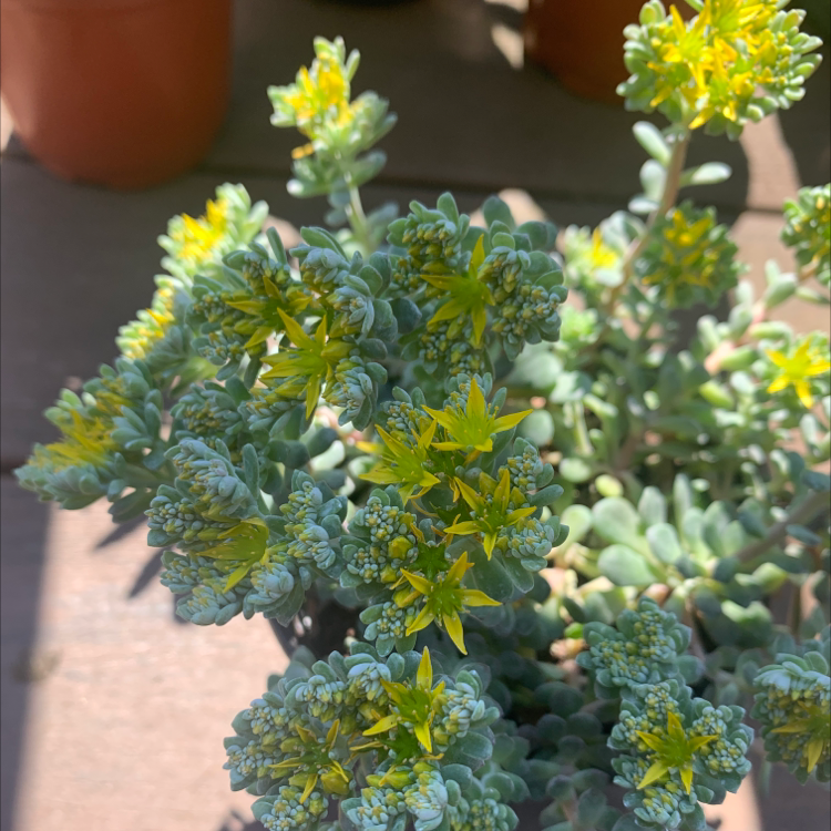 🌸 What Does It Mean When Purdy's Stonecrop Blooms?