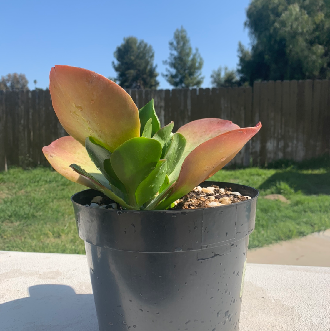 Why Are My Dragonfire Kalanchoe Leaves Droopy?