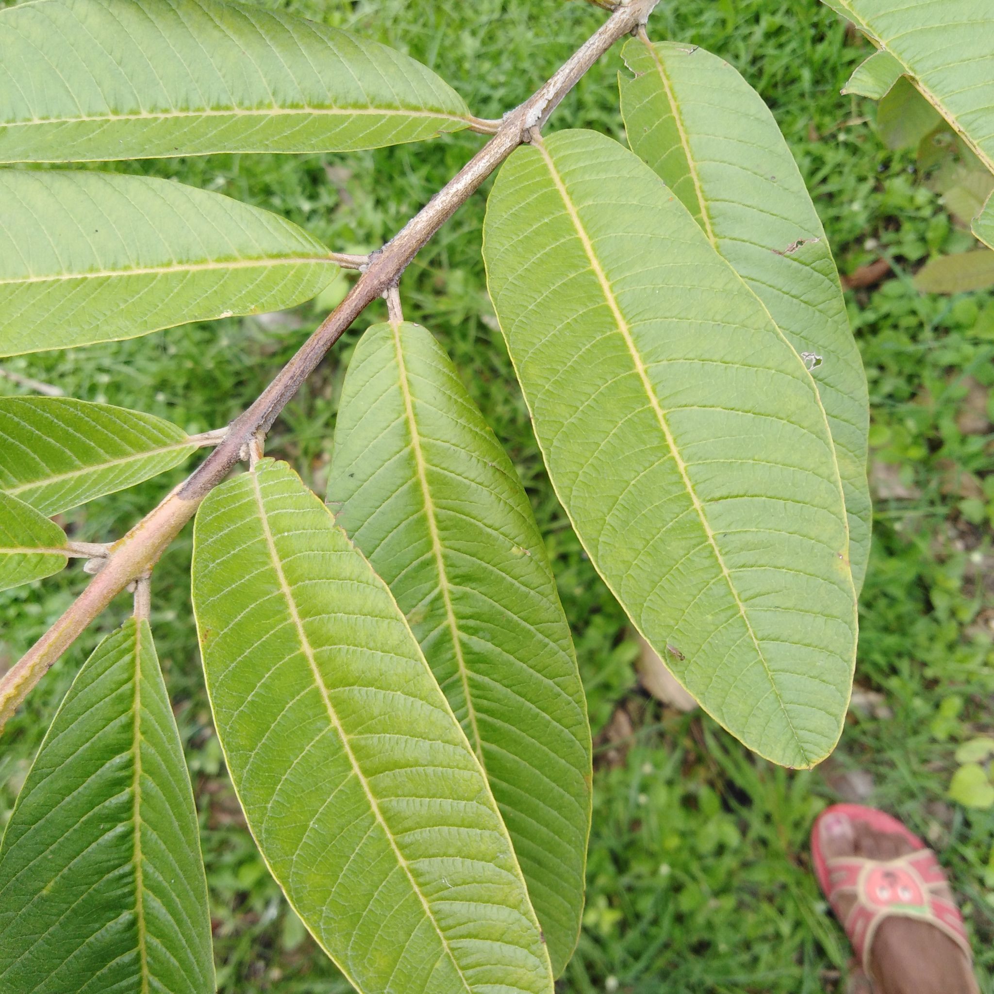 Propagating My Guava Tree: Step-by-Step Guide