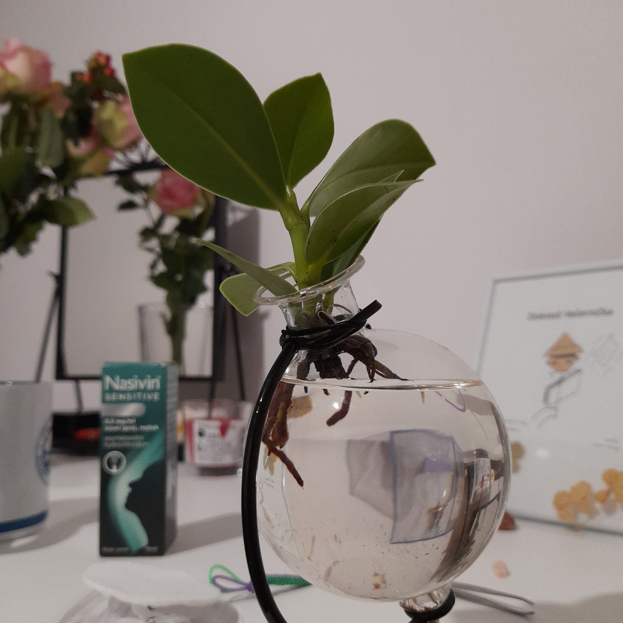 Black Spots on My Princess Autograph Tree Leaves