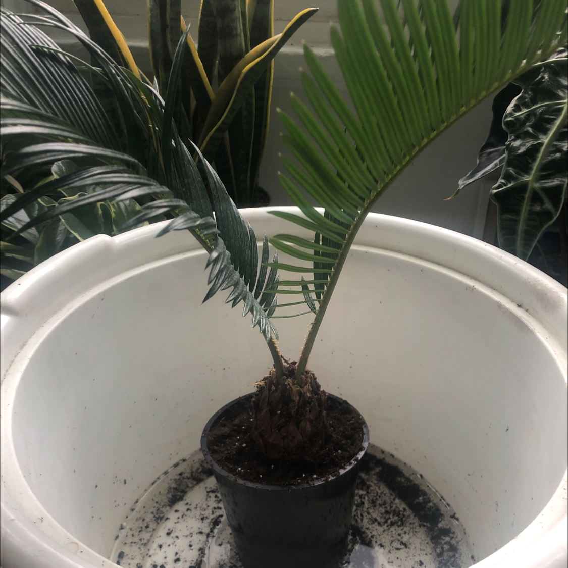 How Do I Fix Sago Palm Root Rot?