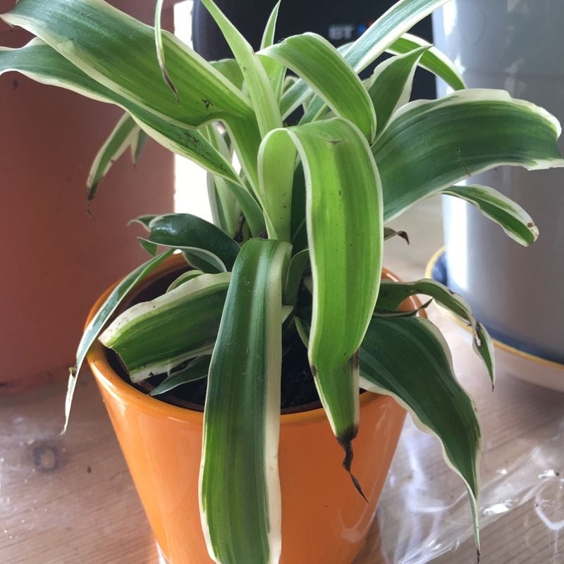 🌞 Is Direct Sunlight Good For My Cornstalk Dracaena?