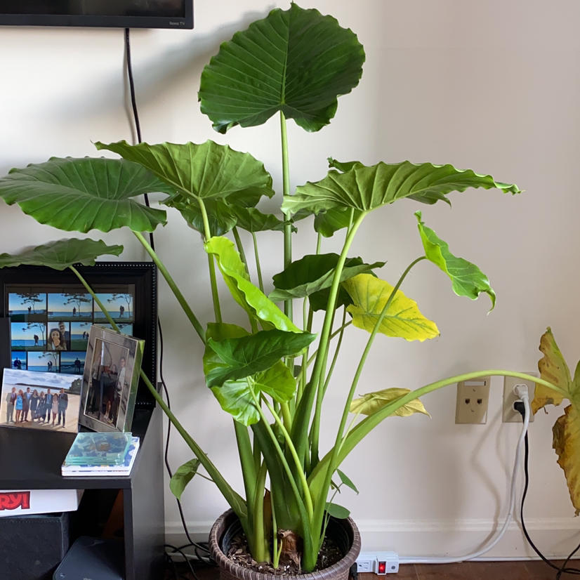 Why Are My Alocasia 'Calidora' Leaves Droopy? 🥀
