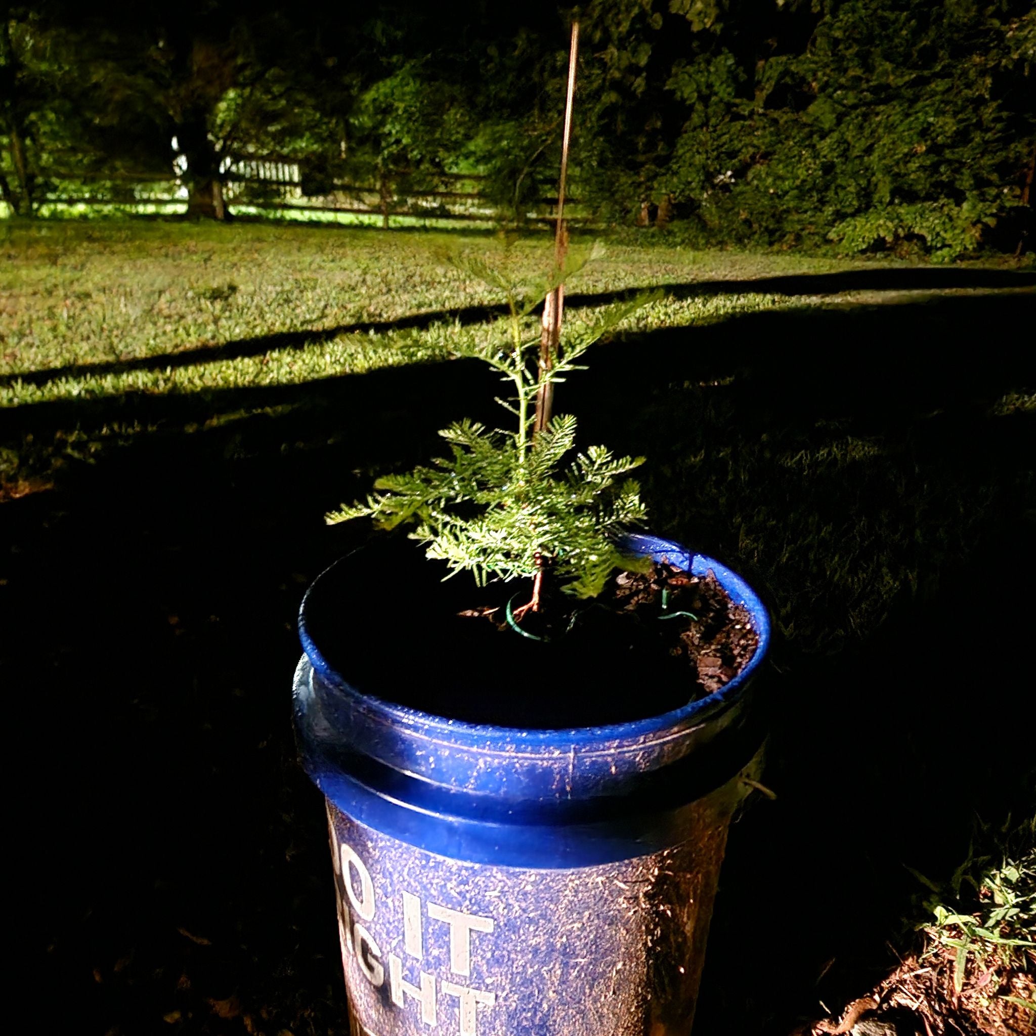 Propagating Coast Redwood: The Ultimate Guide