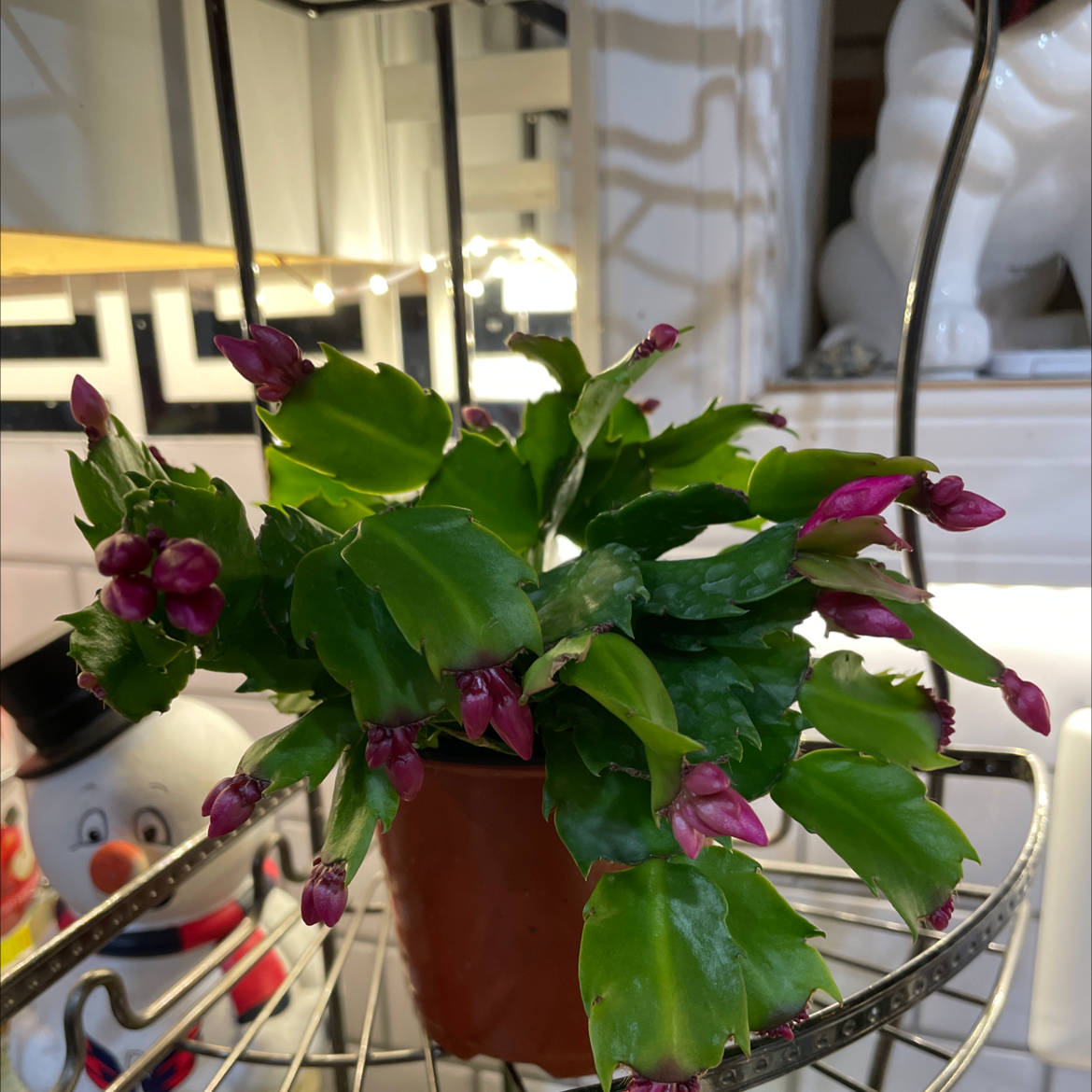 Personalized False Christmas Cactus Care: Water, Light, Nutrients ...