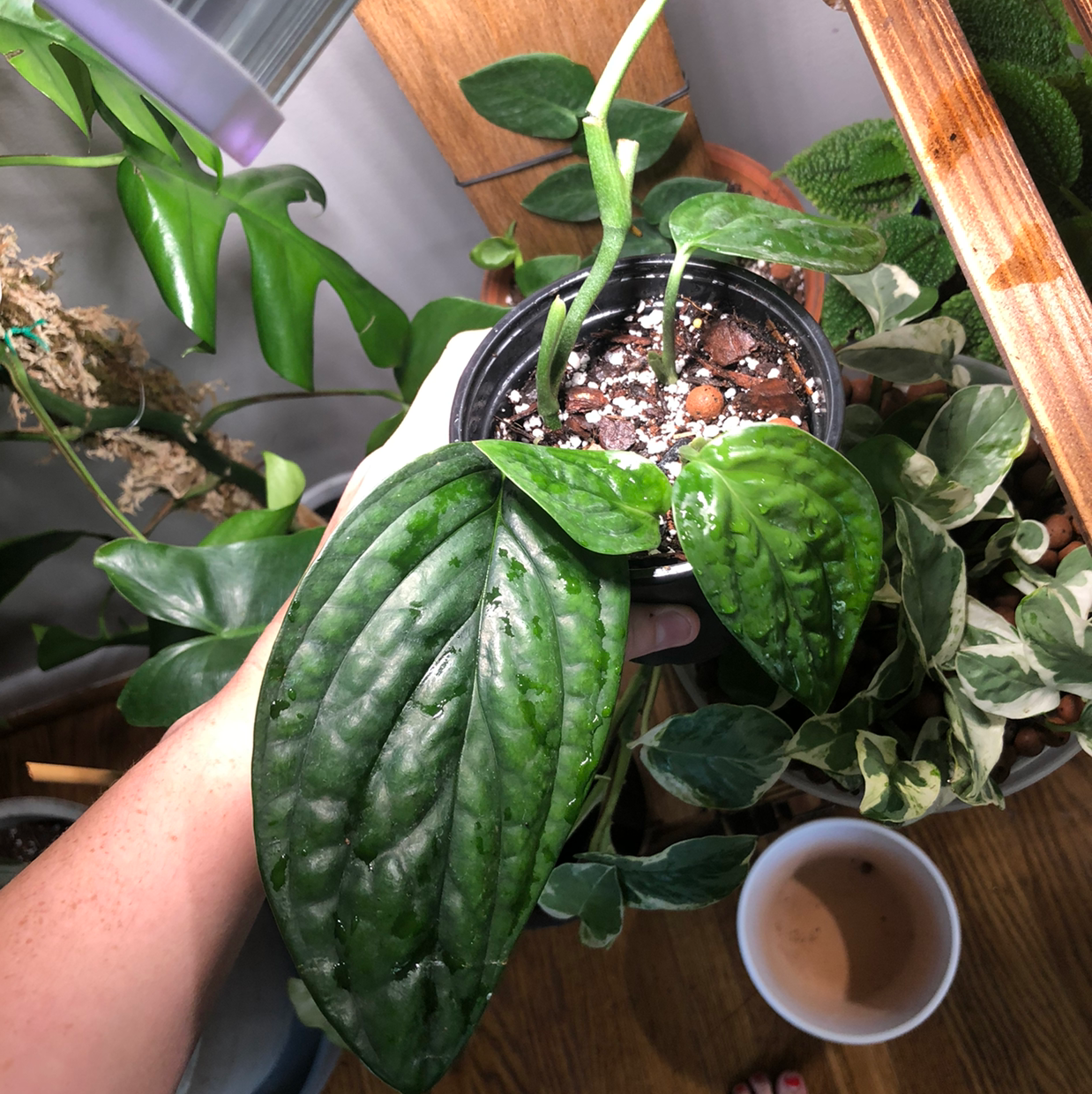 Monstera Peru Fertilizer: How and When to Use It