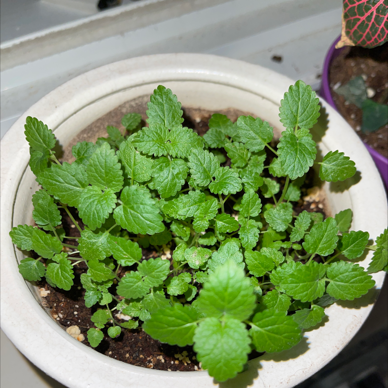 🍋 Propagating Lemon Balm: Step-by-Step Guide