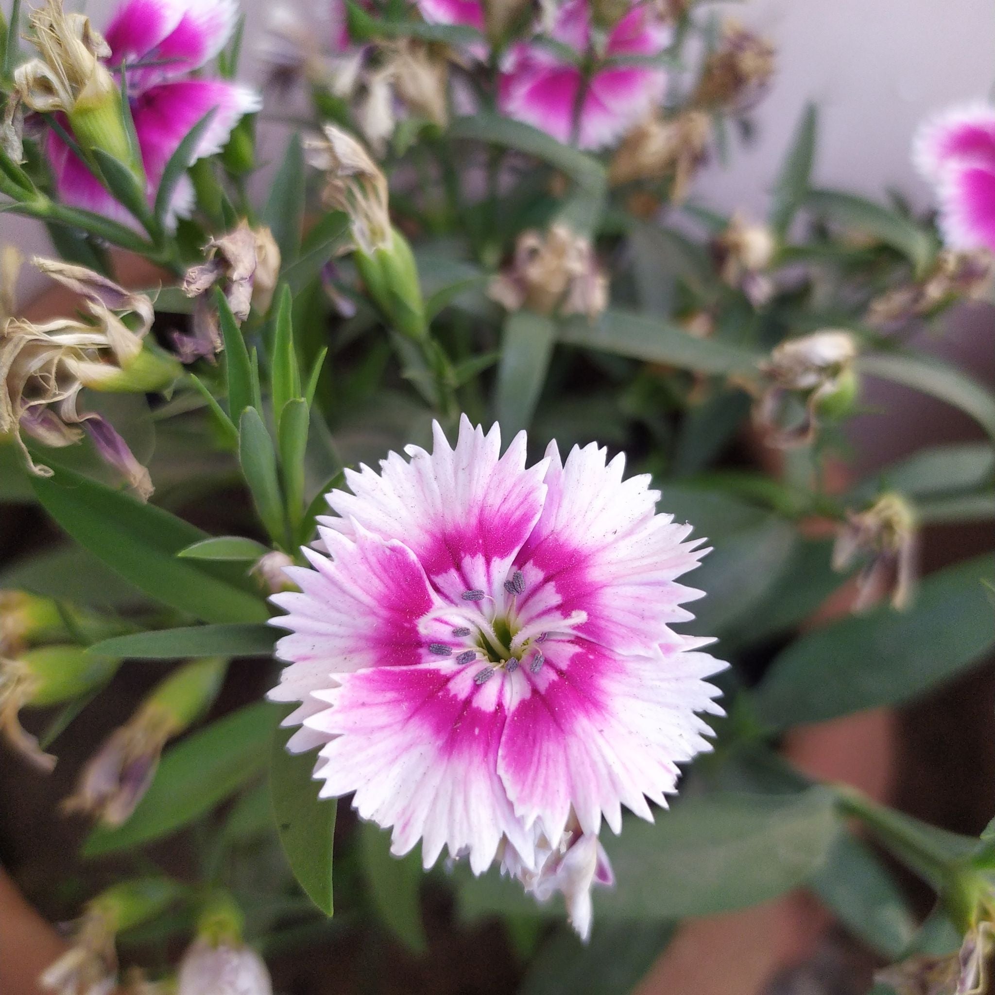 Propagating Chinese Pink: Step-by-Step Guide