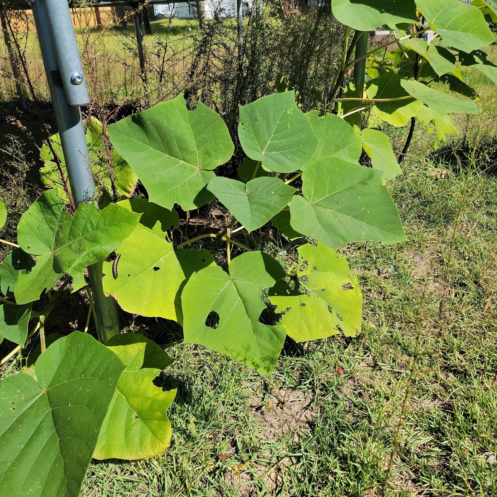 How Much Humidity Does My Empress Tree Need?