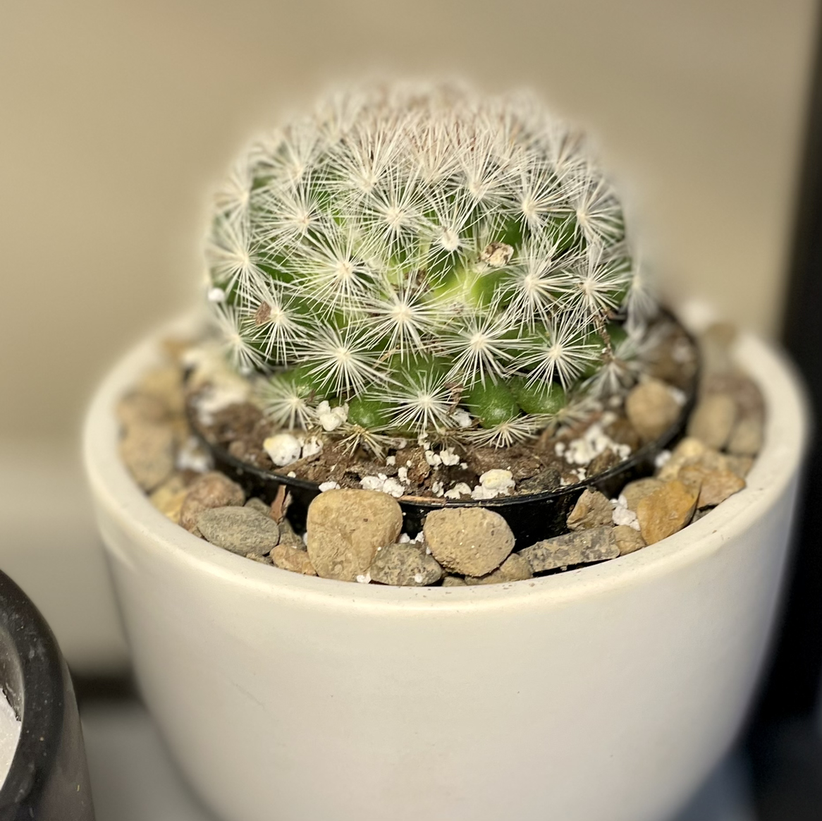 🌵 Why Are There Brown Spots on My Simpson Hedgehog Cactus?