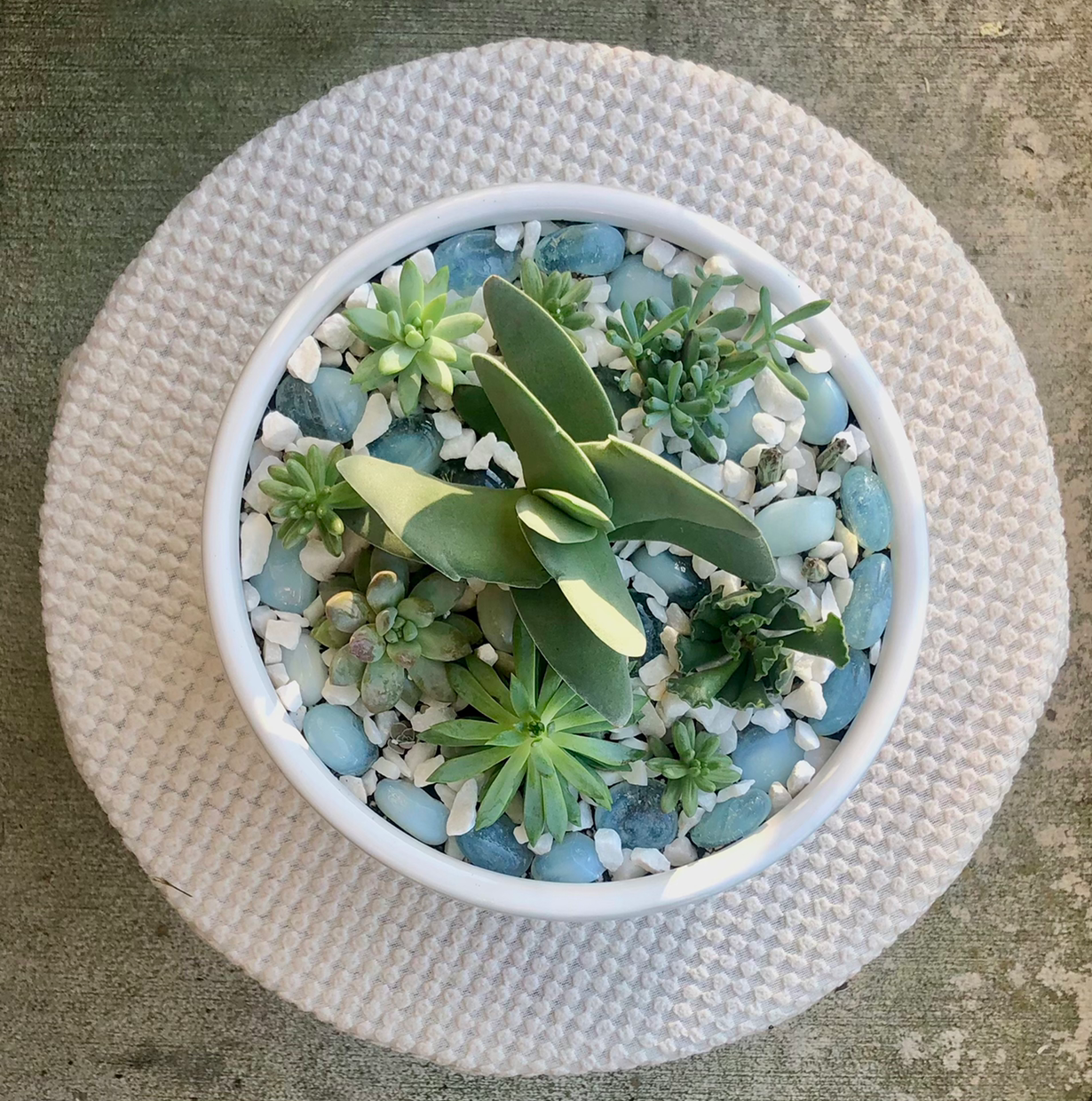 ️ Propagating My Propeller Plant: Step-by-Step Guide