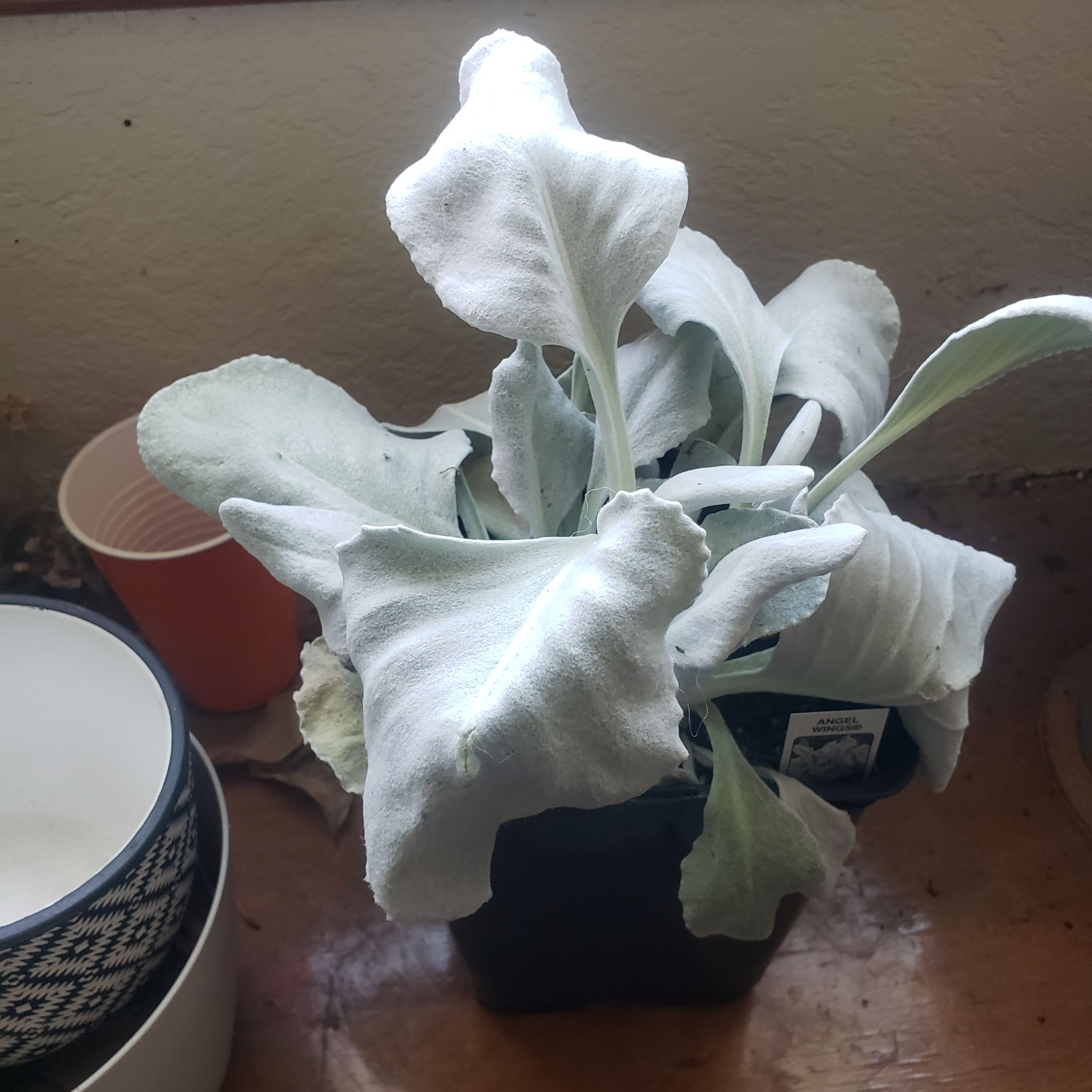 Why Are My Angel Wings Senecio Leaves Droopy?