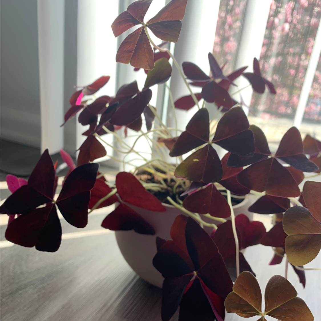 How Should Purple Shamrocks Be Cut Back?