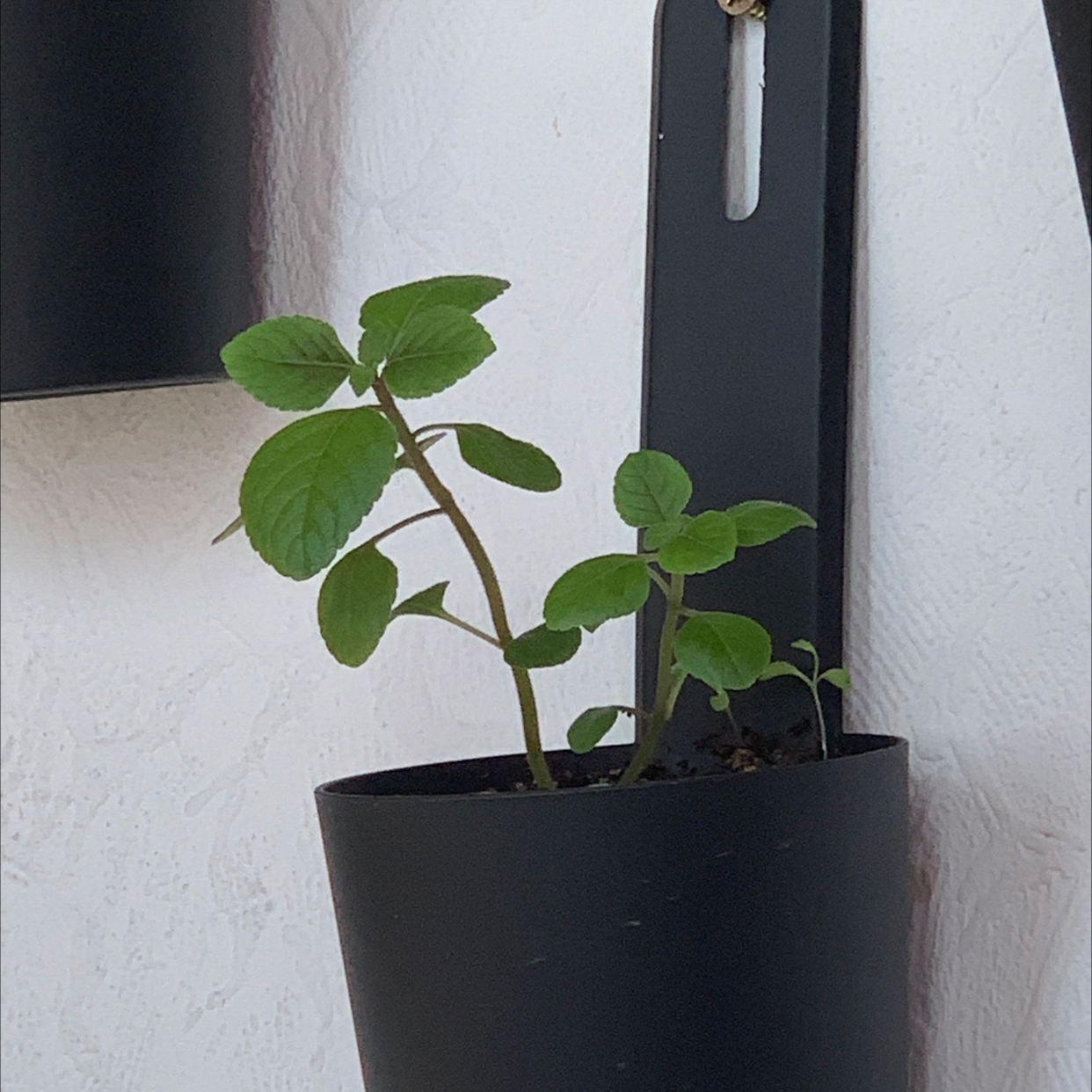 🍋 What Does It Mean When Lemon Balm Blooms?