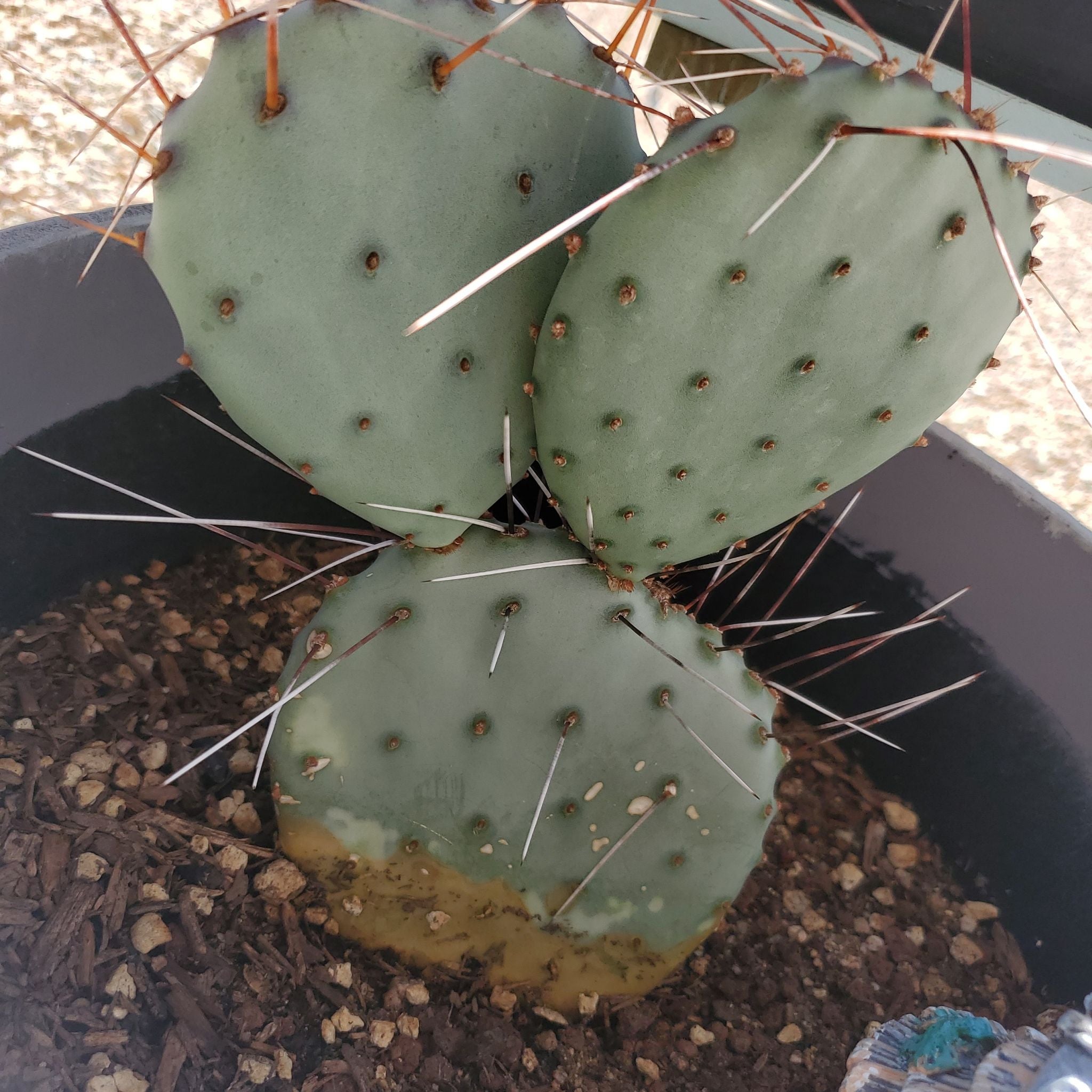 🌵 What Do I Do About purple prickly pear root rot?